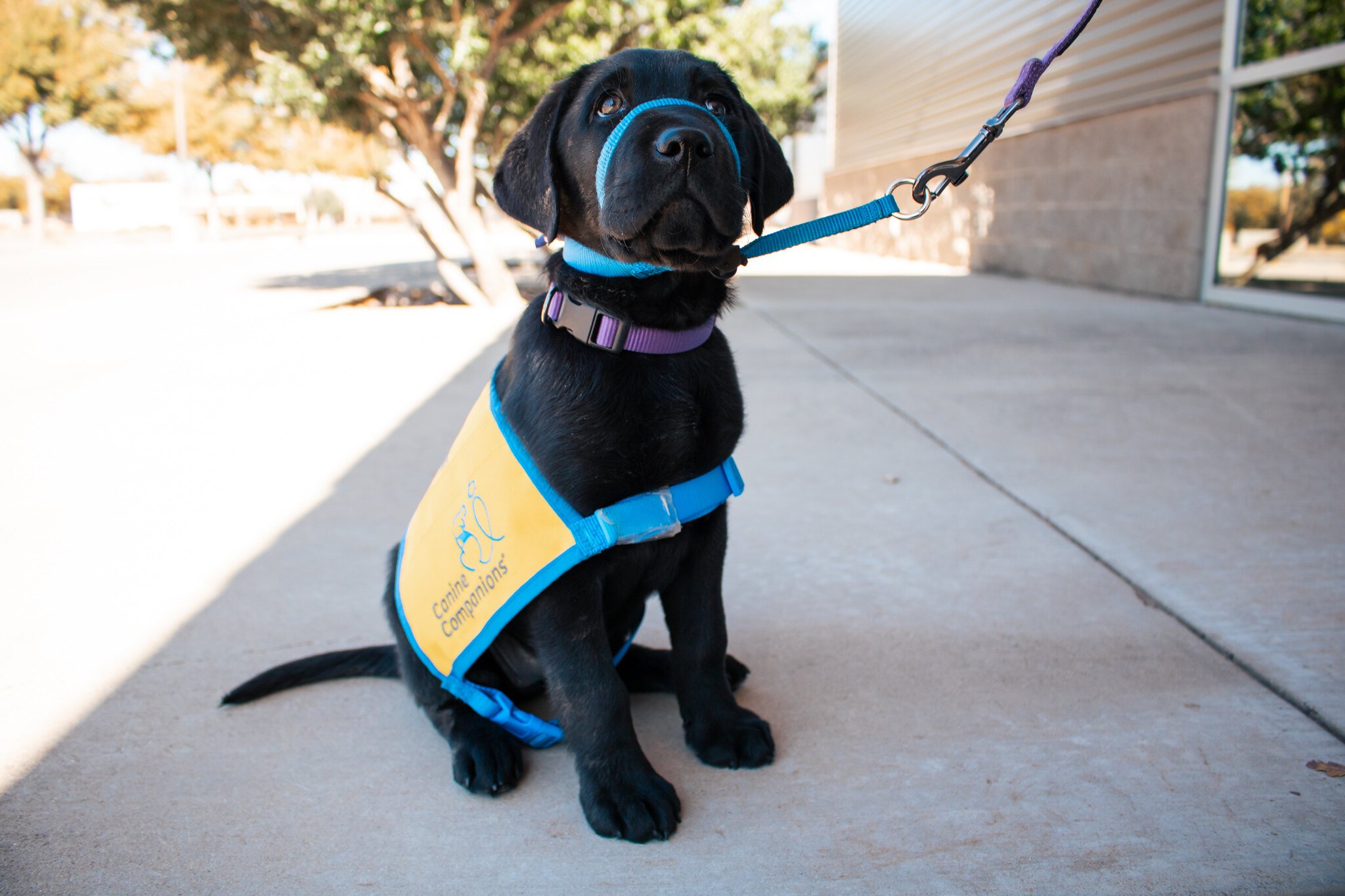 HSU PT Partners with Canine Companions - Hardin-Simmons University